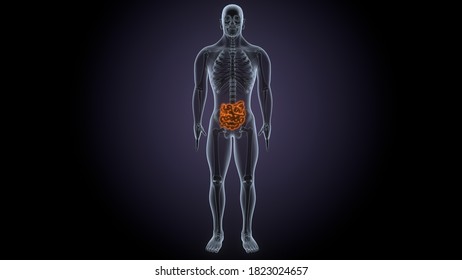 3d Render Human Body Small Intestine Stock Illustration 1823024657 ...