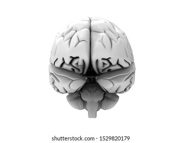 3d Render Human Brain Front View Stock Illustration 1529820179 ...