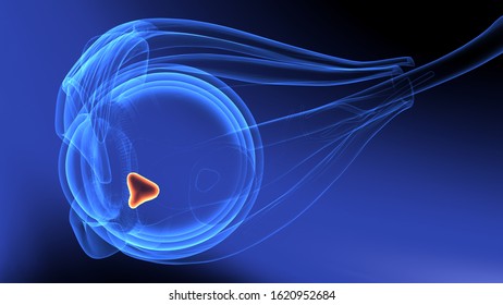 3d Render Human Eye Stock Illustration 1620952684