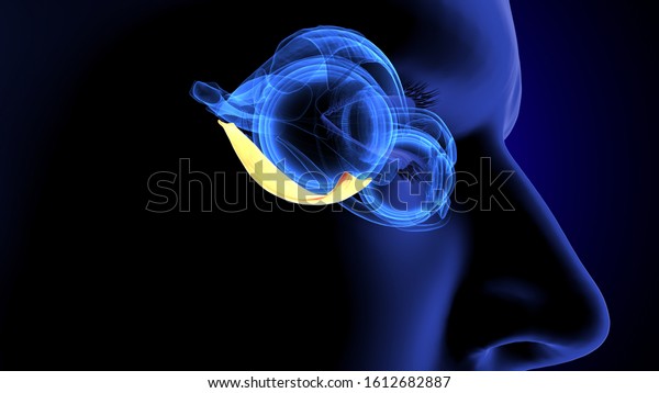 3d Render Human Eye Anatomy Stock Illustration 1612682887 | Shutterstock
