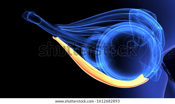 3d Render Human Eye Anatomy Stock Illustration 1612682893 | Shutterstock