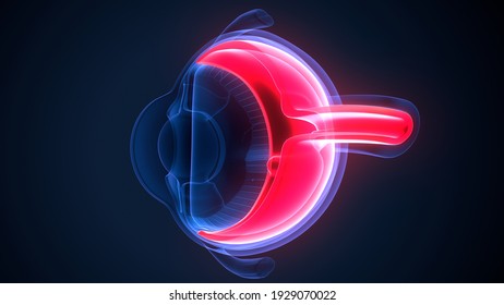 665 Eye dissection Images, Stock Photos & Vectors | Shutterstock