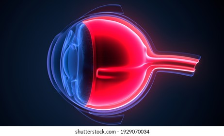 3d Render Human Eye Ball Anatomy Stock Illustration 1929070034 ...