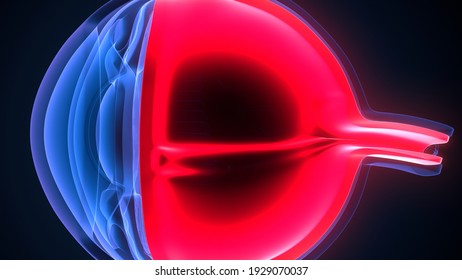 3d Render Human Eye Ball Anatomy Stock Illustration 1929070037 ...