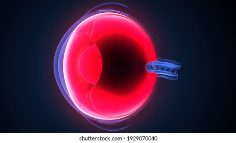 665 Eye dissection Images, Stock Photos & Vectors | Shutterstock