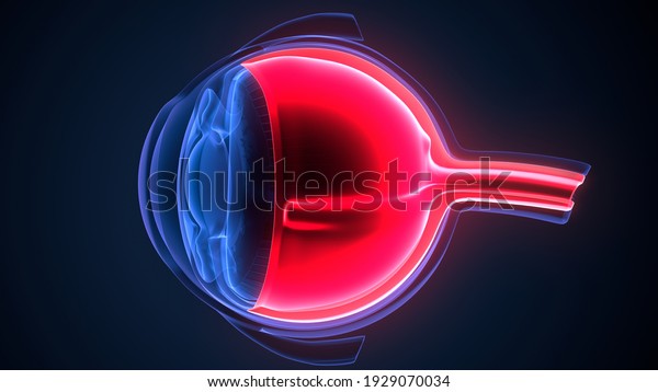 3d Render Human Eye Ball Anatomy Stock Illustration 1929070034 ...