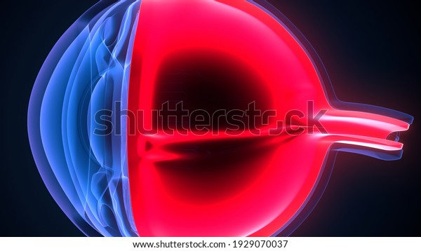 3d Render Human Eye Ball Anatomy Stock Illustration 1929070037 ...