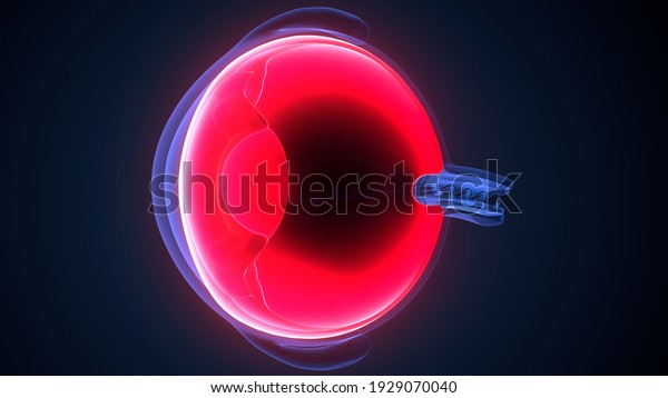 3d Render Human Eye Ball Anatomy Stock Illustration 1929070040 ...