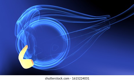 3d Render Human Eye Intersection Anatomy Stock Illustration 1615224013
