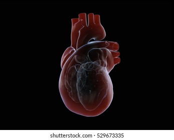 Heart Disease Coronary Artery Disease Cad: เวกเตอร์สต็อก (ปลอดค่า ...