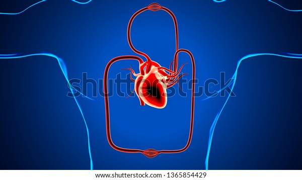 3d Render Human Heart Intersection: ภาพประกอบสต็อก 1365854429 ...