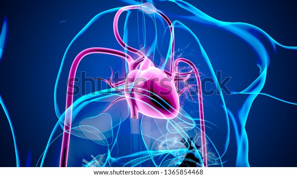 3d Render Human Heart Intersection Stock Illustration 1365854468 ...