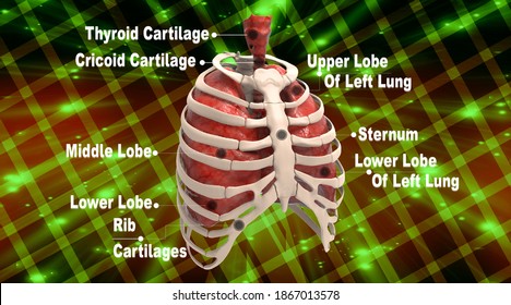 3d Render Human Lungs Rib Stock Illustration 1867013578 | Shutterstock