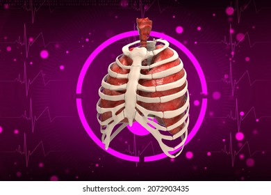 3d Render Human Lungs Rib Stock Illustration 2072903435 | Shutterstock