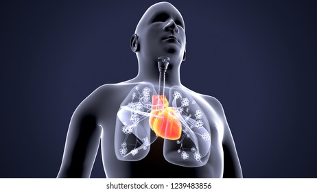 3d Render Human Respiration System Heart Stock Illustration 1239483856