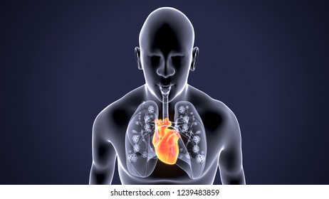 3d Render Human Respiration System Heart Stock Illustration 1239483859 ...