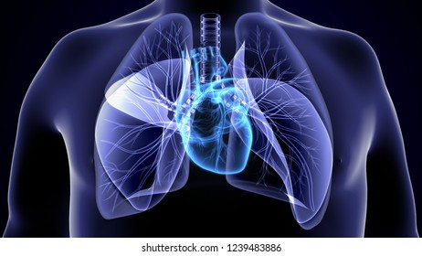 3d Render Human Respiration System Heart 스톡 일러스트 1239483886 | Shutterstock