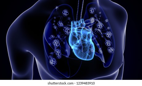 3d Render Human Respiration System Heart Stock Illustration 1239483952 ...