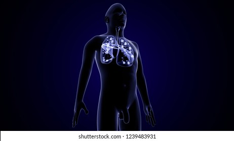 3d Render Human Respiration System Heart Stock Illustration 1239483931 ...