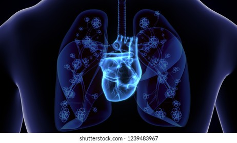 3d Render Human Respiration System Heart Stock Illustration 1239483967 ...