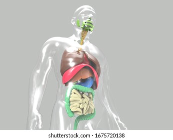 3d Render Human Respiration System Anatomy Stock Illustration ...