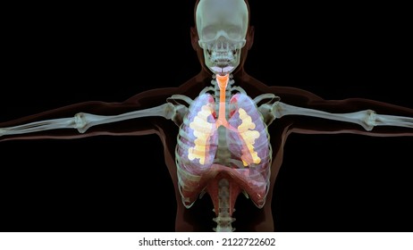 8,959 3d respiratory trachea Images, Stock Photos & Vectors | Shutterstock