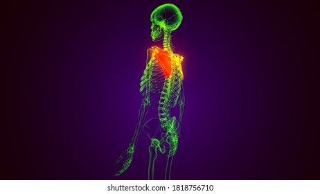3d Render Human Scapula Bone Anatomy Stock Illustration 1818756710 ...