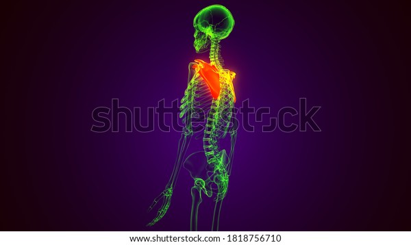 3d Render Human Scapula Bone Anatomy Stock Illustration 1818756710 ...