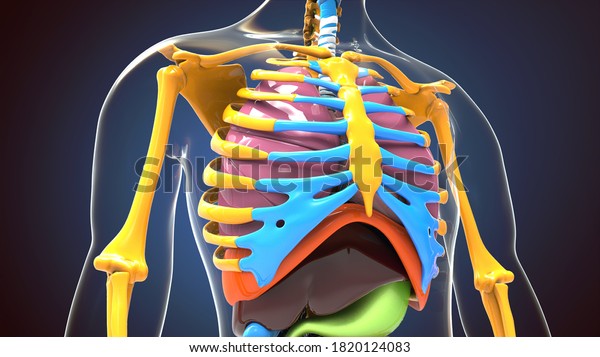 3d Render Human Skeleton Digestive System Stock Illustration 1820124083 ...