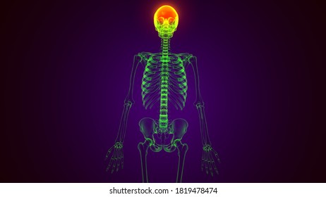 3d Render Human Skeleton Frontal Bone Stock Illustration 1819478474 ...