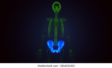 3d Render Human Skeleton Hip Bone Stock Illustration 1816521452 ...