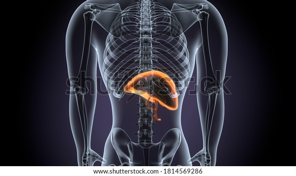 3d Render Human Skeleton Liver Anatomy Stock Illustration 1814569286 ...