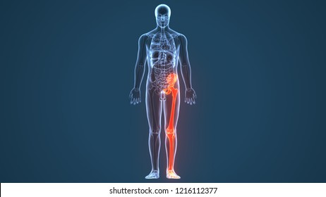 3d Render Human Skeleton Lower Leg Stock Illustration 1216112377 ...