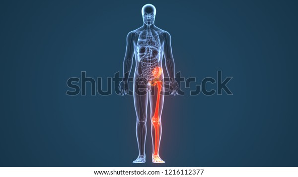 3d Render Human Skeleton Lower Leg 스톡 일러스트 1216112377 | Shutterstock