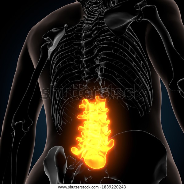 3d Render Human Skeleton Lumber Bone Stock Illustration 1839220243 ...