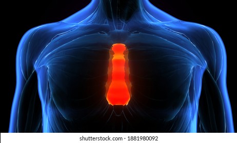 Human Glands Thymus Gland Anatomy 3d Stock Illustration 2029901171 ...
