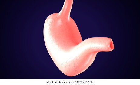 Anatomical : images, photos et images vectorielles de stock | Shutterstock