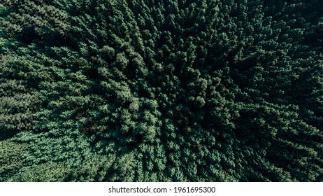 257 Forest path aerial view Stock Illustrations, Images & Vectors ...