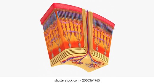 3d Render Image Skin Layer Stock Illustration 2060364965 | Shutterstock