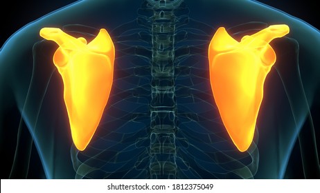 3d Render Male Human Body Scapula Stock Illustration 1812375049 ...