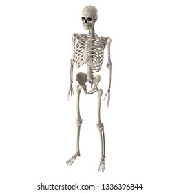 3d Render Male Skeleton Stock Illustration 1336396844 | Shutterstock
