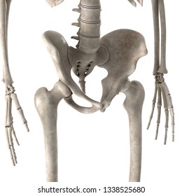 3d Render Male Skeleton Hips Stock Illustration 1338527609 | Shutterstock