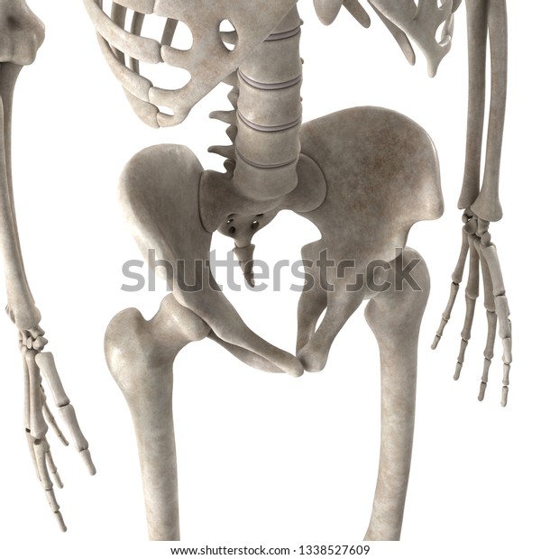 3d Render Male Skeleton Hips Stock Illustration 1338527609 | Shutterstock