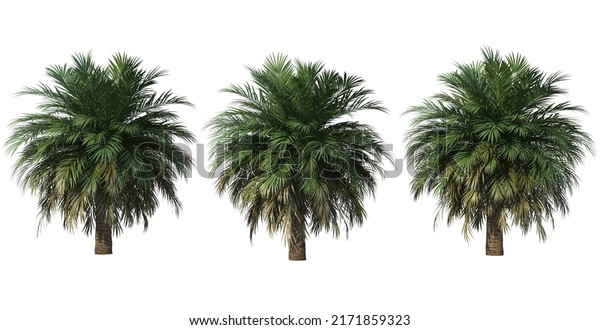 3d Render Palm Tree White Background Stock Illustration 2171859323 ...