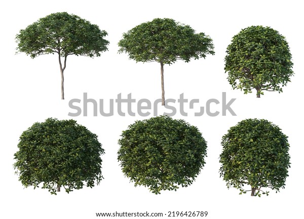 3d Render Shrub On White Background Stock Illustration 2196426789 ...