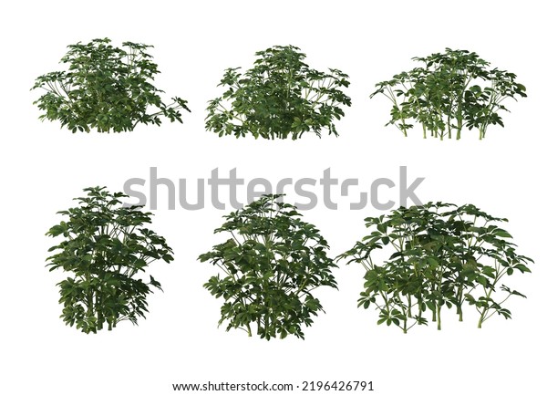 3d Render Shrub On White Background Stock Illustration 2196426791 ...