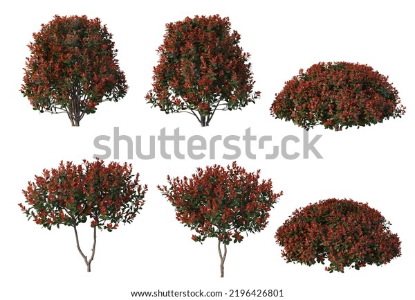 3d Render Shrub On White Background Stock Illustration 2196426801 ...