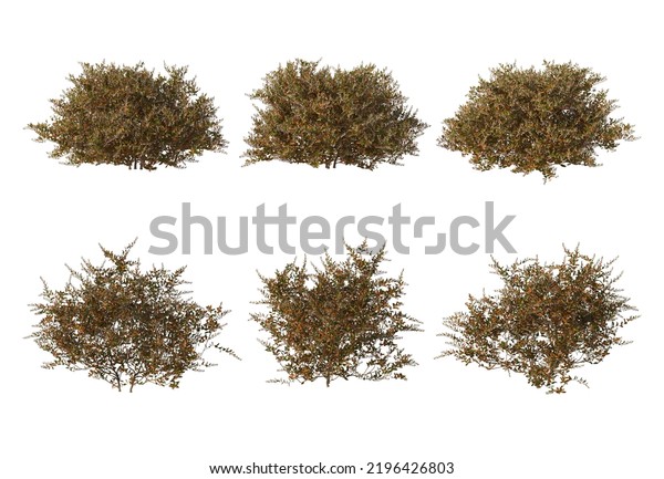 3d Render Shrub On White Background Stock Illustration 2196426803 ...