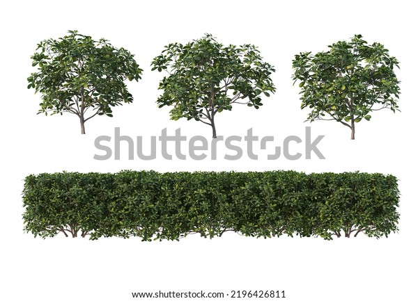 3d Render Shrub On White Background Stock Illustration 2196426811 ...
