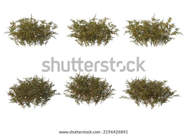 3d Render Shrub On White Background Stock Illustration 2196426841 ...